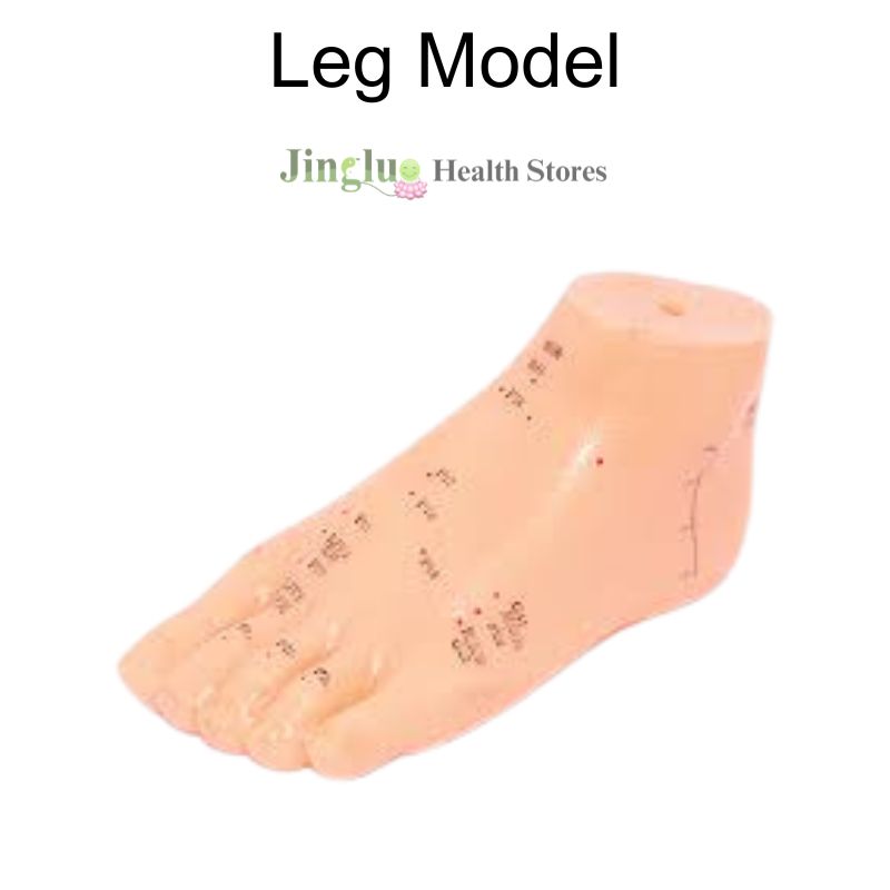 Leg Model – Jingluo Health Stores